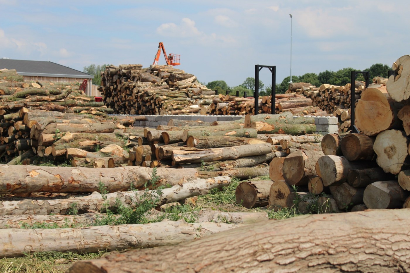 Hout Inkoop / Verkoop - Boomrooierij Weijtmans